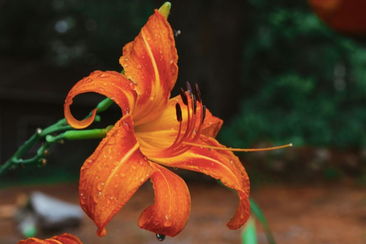 Cultivating Self-Compassion: Embracing Change with a Somatic Retreat