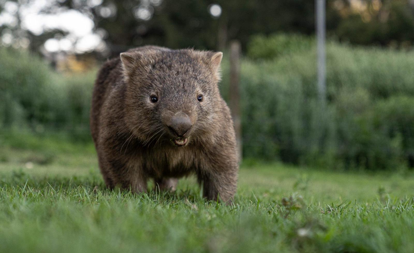 10 Things You Didn’t Know About Australia’s Wombats